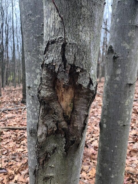 Wounded trees & Resurrection – deepthoughtsonrandomstuff