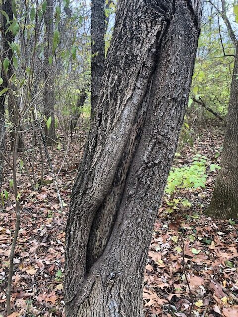 Wounded trees & Resurrection – deepthoughtsonrandomstuff