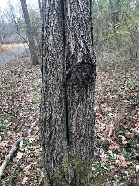 Wounded trees & Resurrection – deepthoughtsonrandomstuff