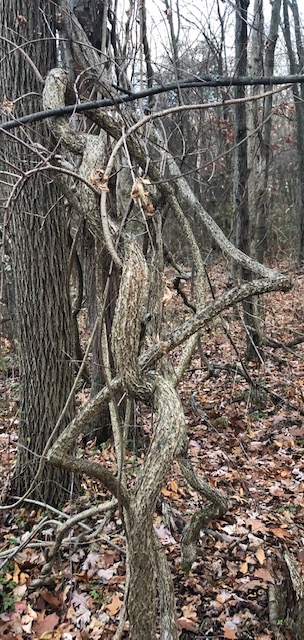 Twisted Nature – deepthoughtsonrandomstuff